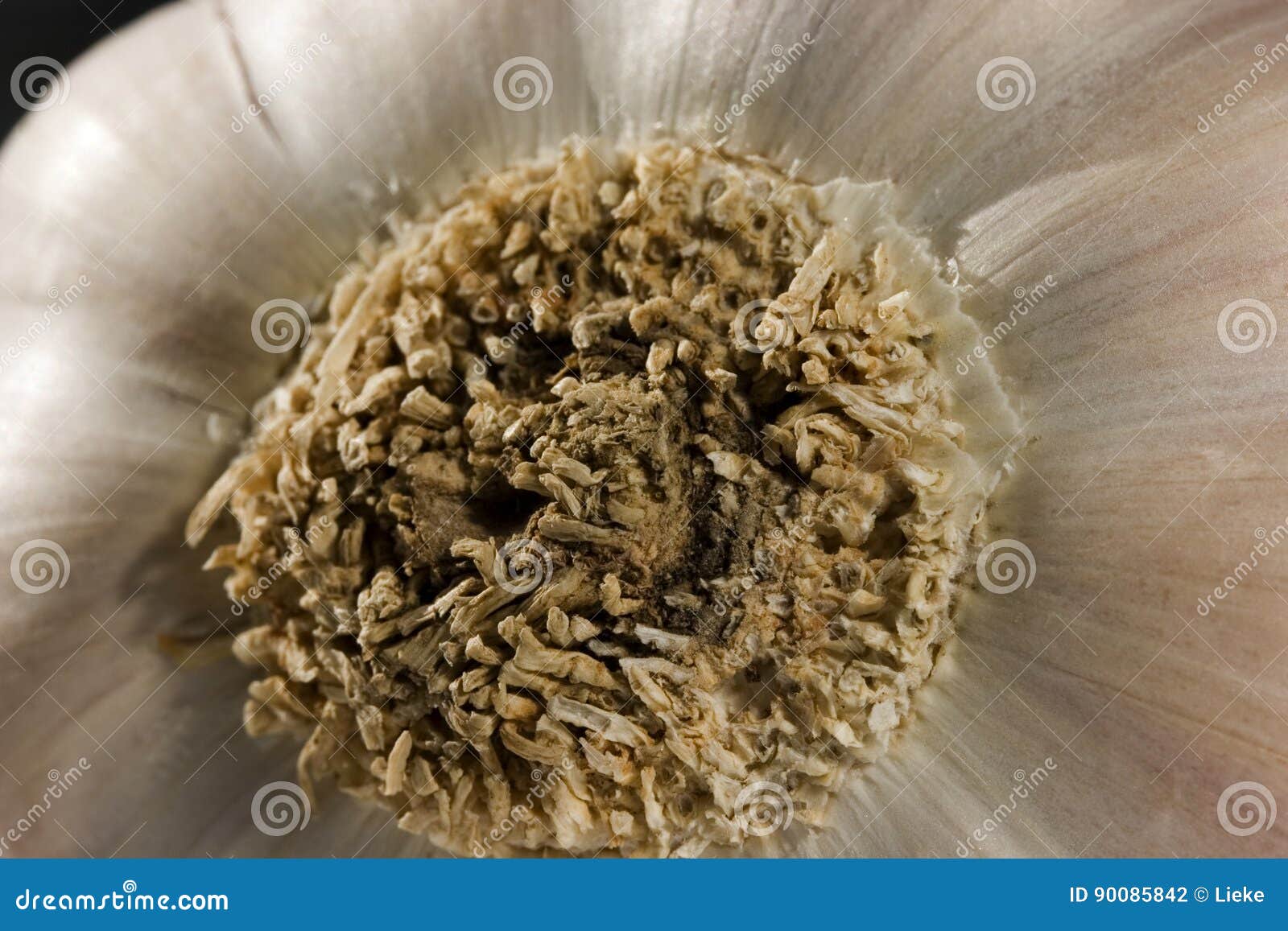 A Bulb of Garlic. a Lower Part with the Roots. Closeup 1 Stock Photo ...