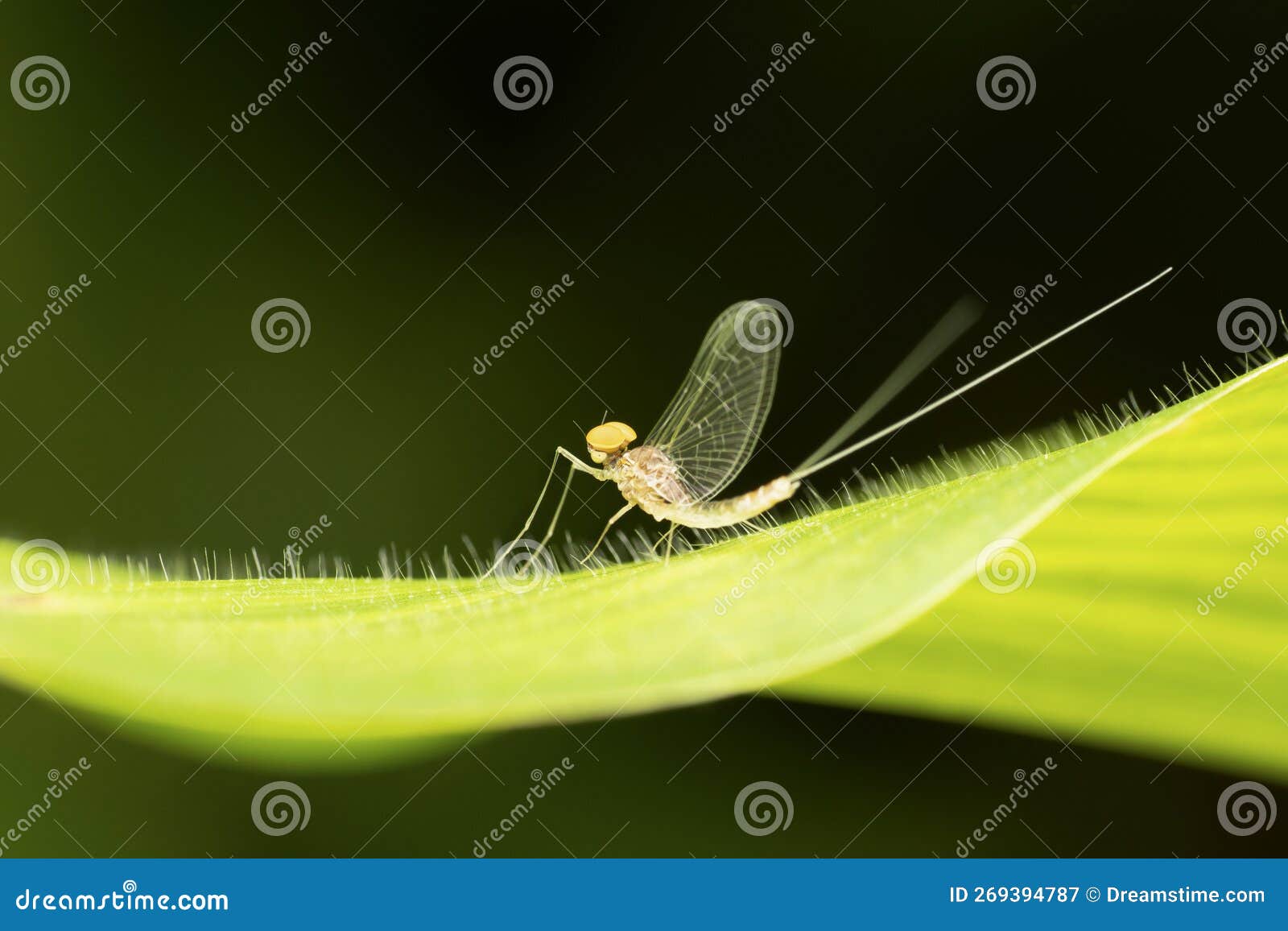 Bulb Headed Mayfly, Ephemera Danica, Satara, Maharashtra Stock Image ...
