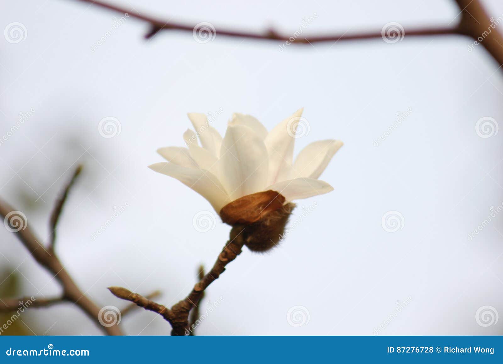 Bulb of Magnolia Growing Out and Blossoming Stock Photo - Image of ...