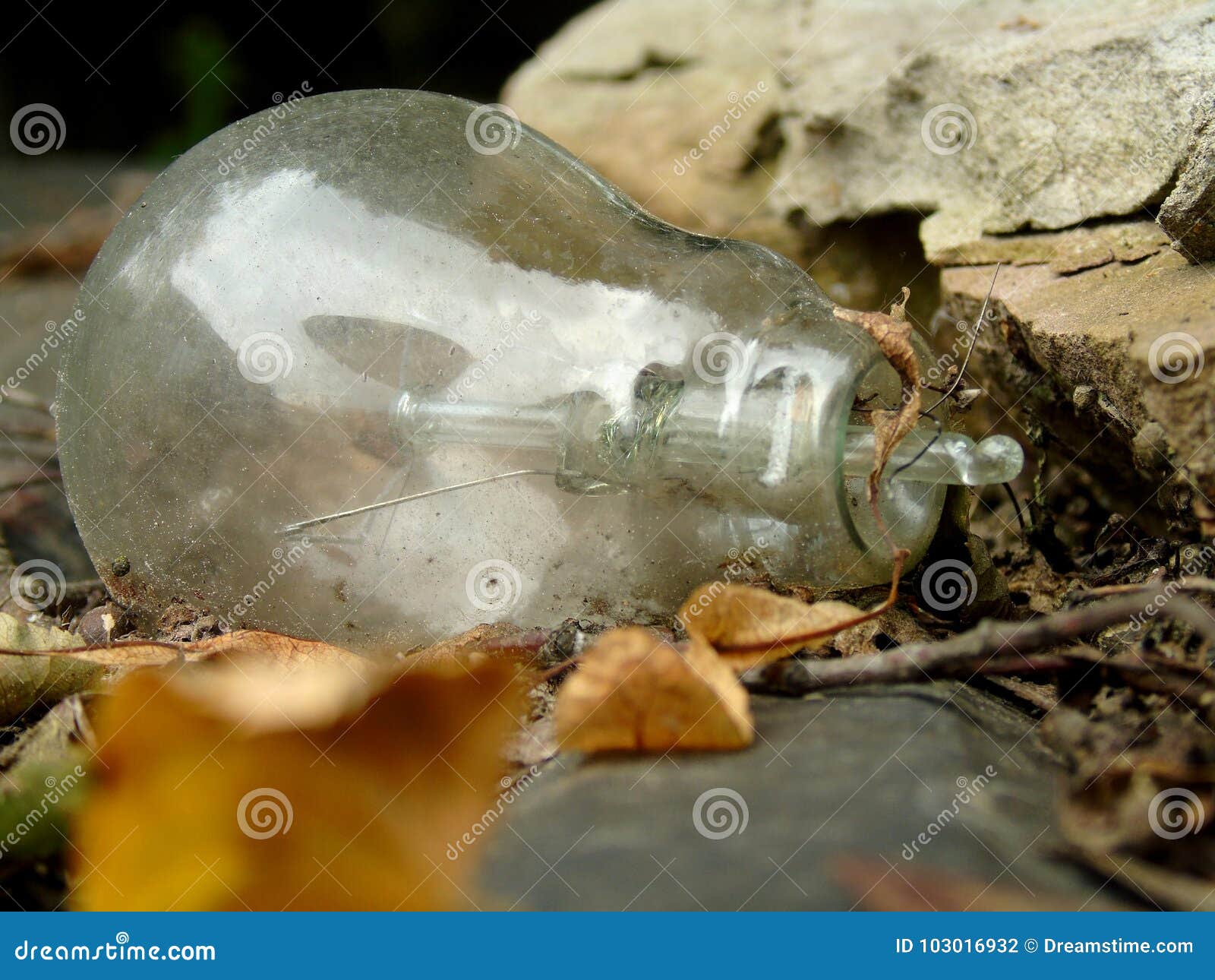 Bulb stock photo. Image of remember, light, leaves, bulb - 103016932