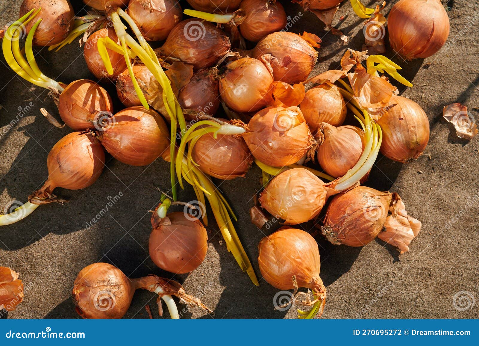 Bulb Onion with Shoots of Green Shoots Stock Photo - Image of cooking ...