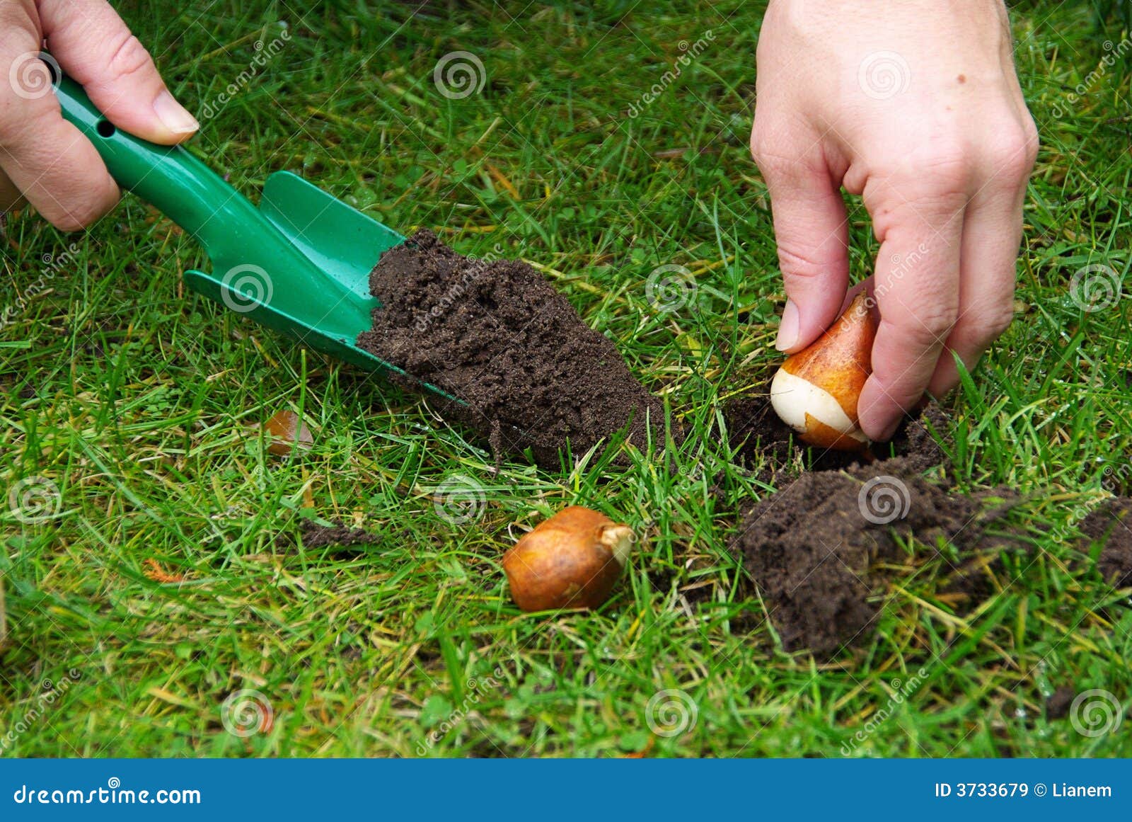 Bulb plant 05 stock image. Image of lettuce, planting - 3733679