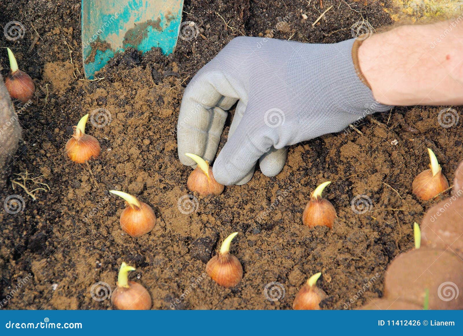 Bulb planting stock photo. Image of autumn, root, tulip - 11412426