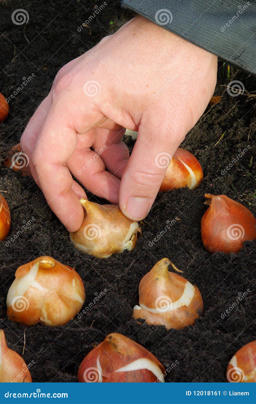Bulb planting stock image. Image of hand, outdoor, culture - 12018161