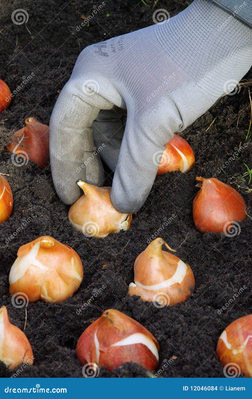 Bulb planting stock photo. Image of grow, outdoor, bulb - 12046084