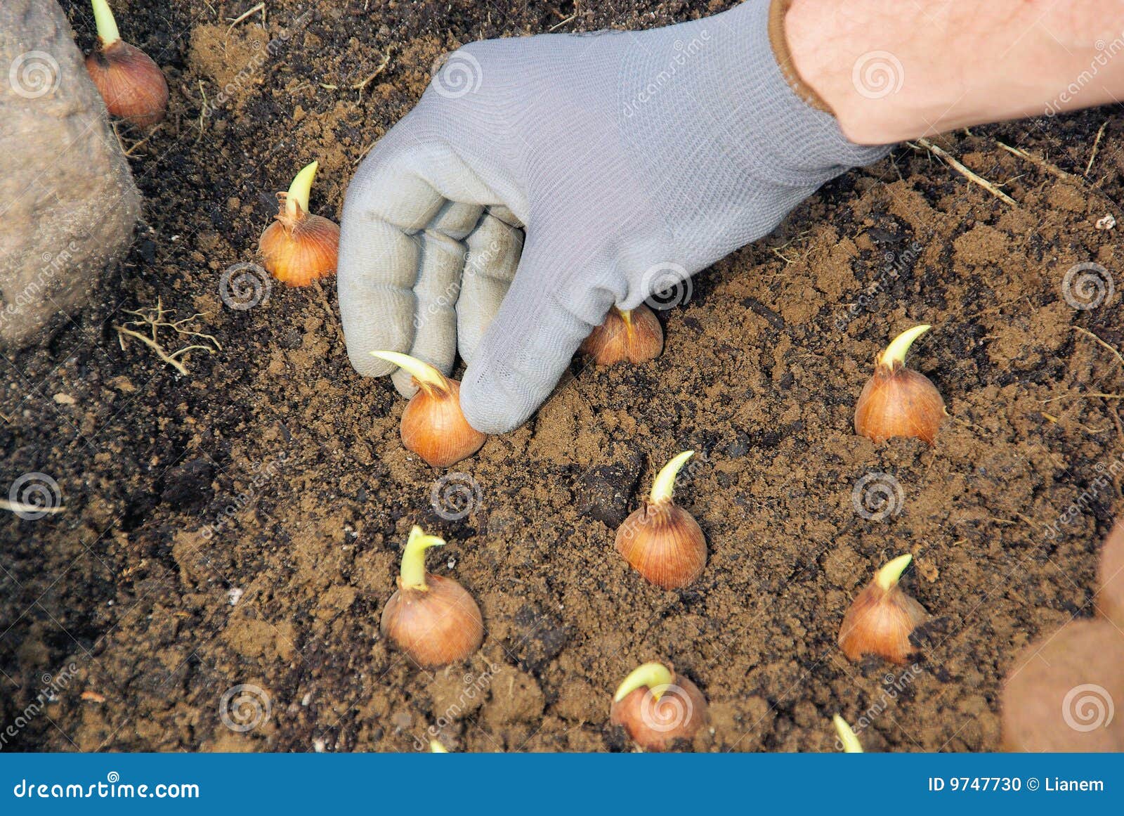 Bulb planting stock photo. Image of fresh, outdoor, clod - 9747730