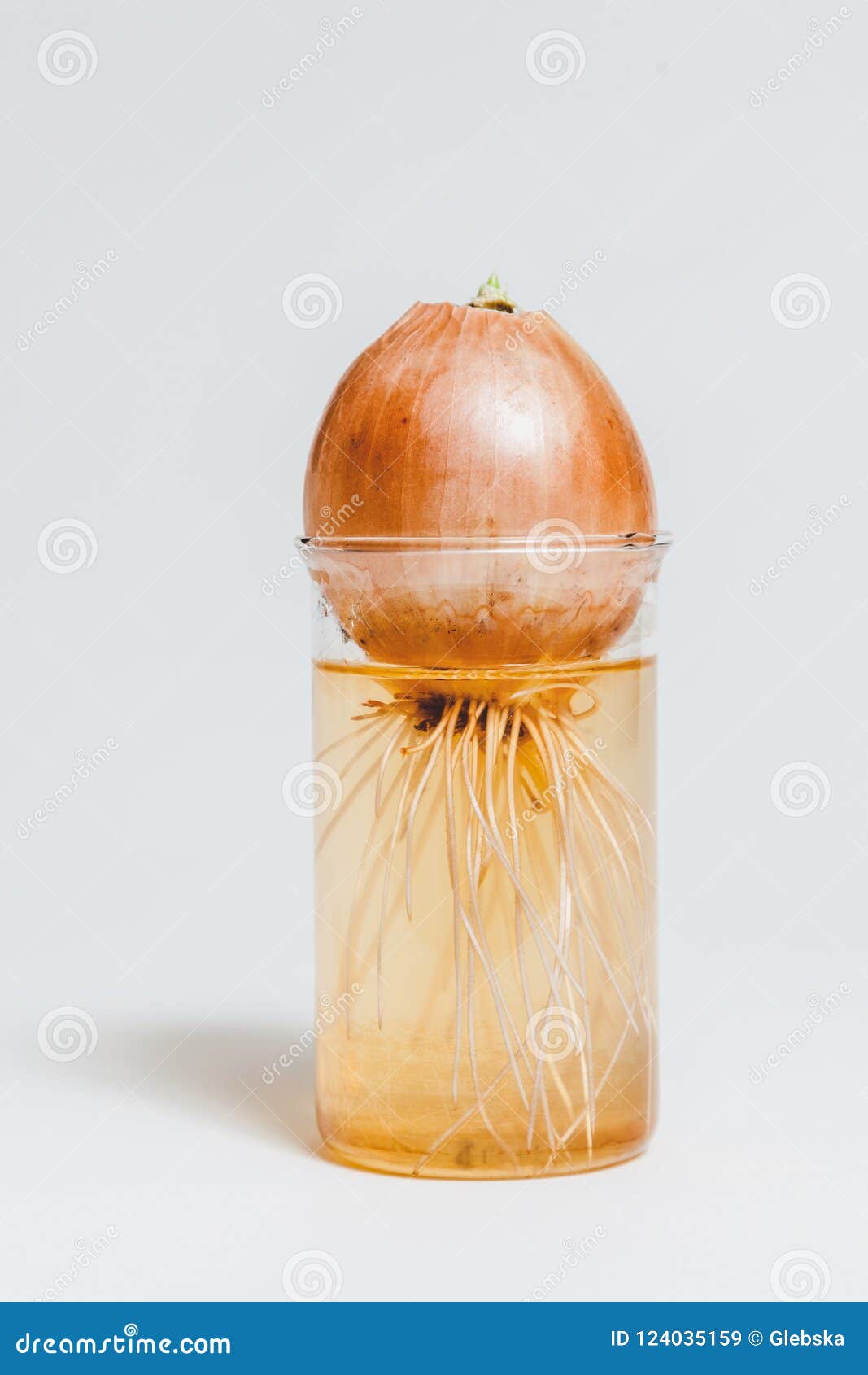 Bulb with Roots in Glass Beaker Stock Image - Image of domestic ...