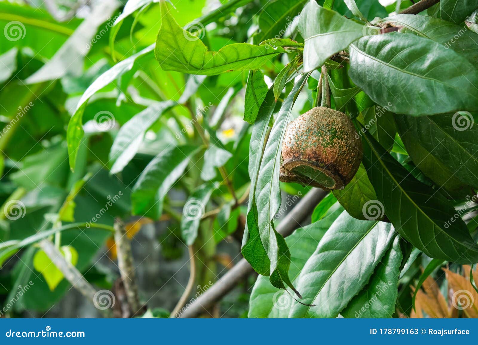 Big Circle Bulb Seed from Flower on Branch Tree with Green Leaf in ...
