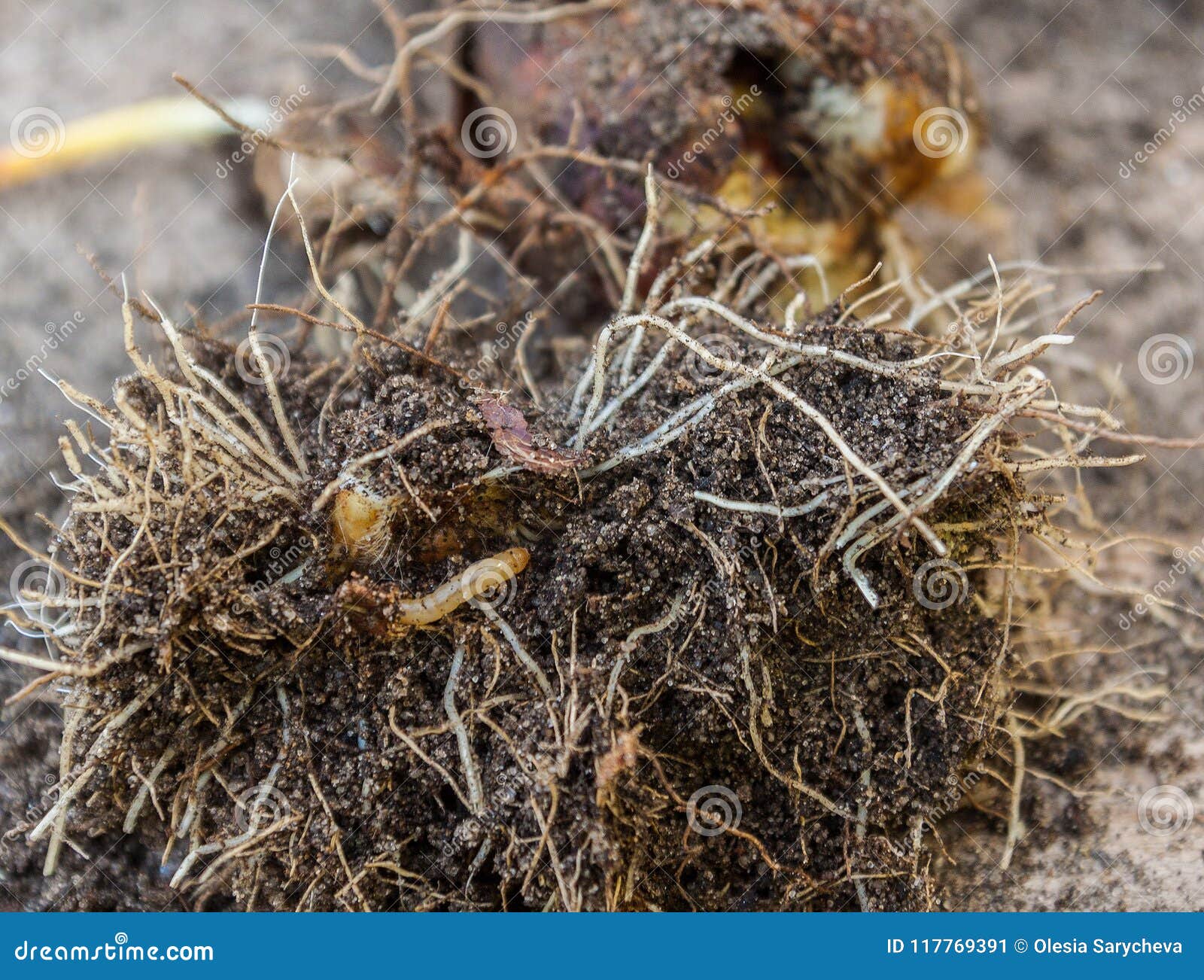 Bulb of Tulip Infected with Wireworm Stock Image - Image of ...