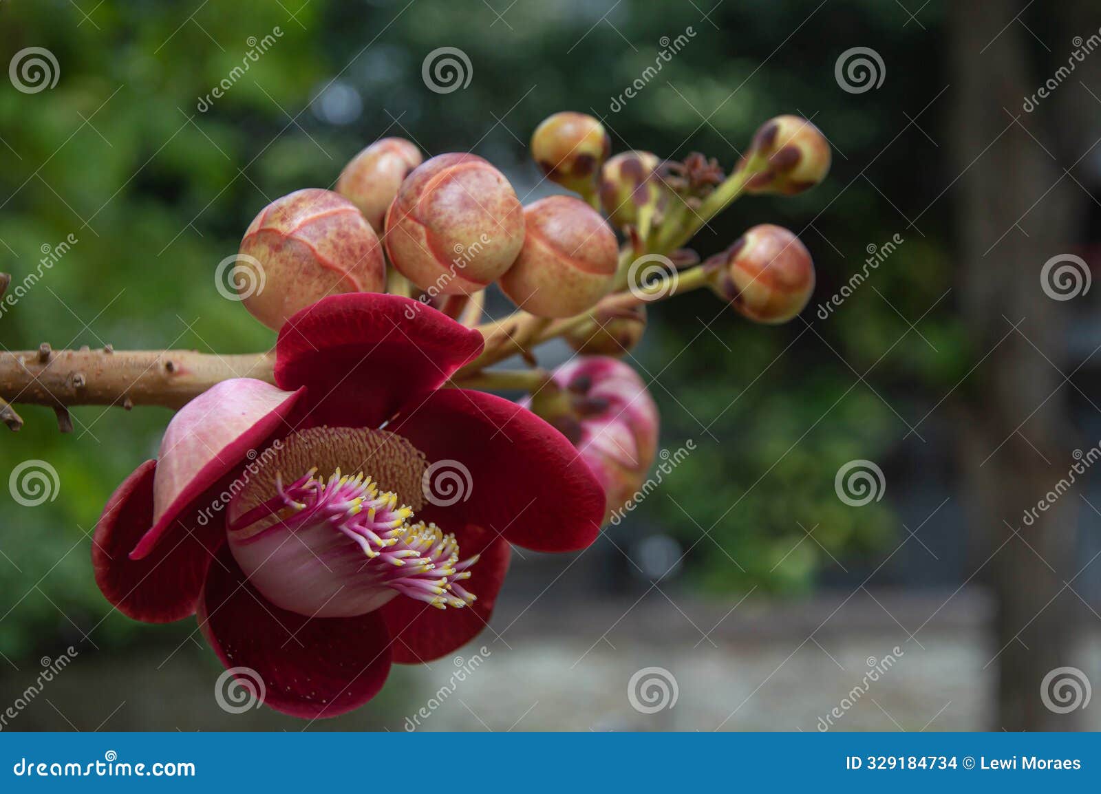 A Bulbed Monkey Apricot Flower Displays a Single, Delicate, Vibrant ...