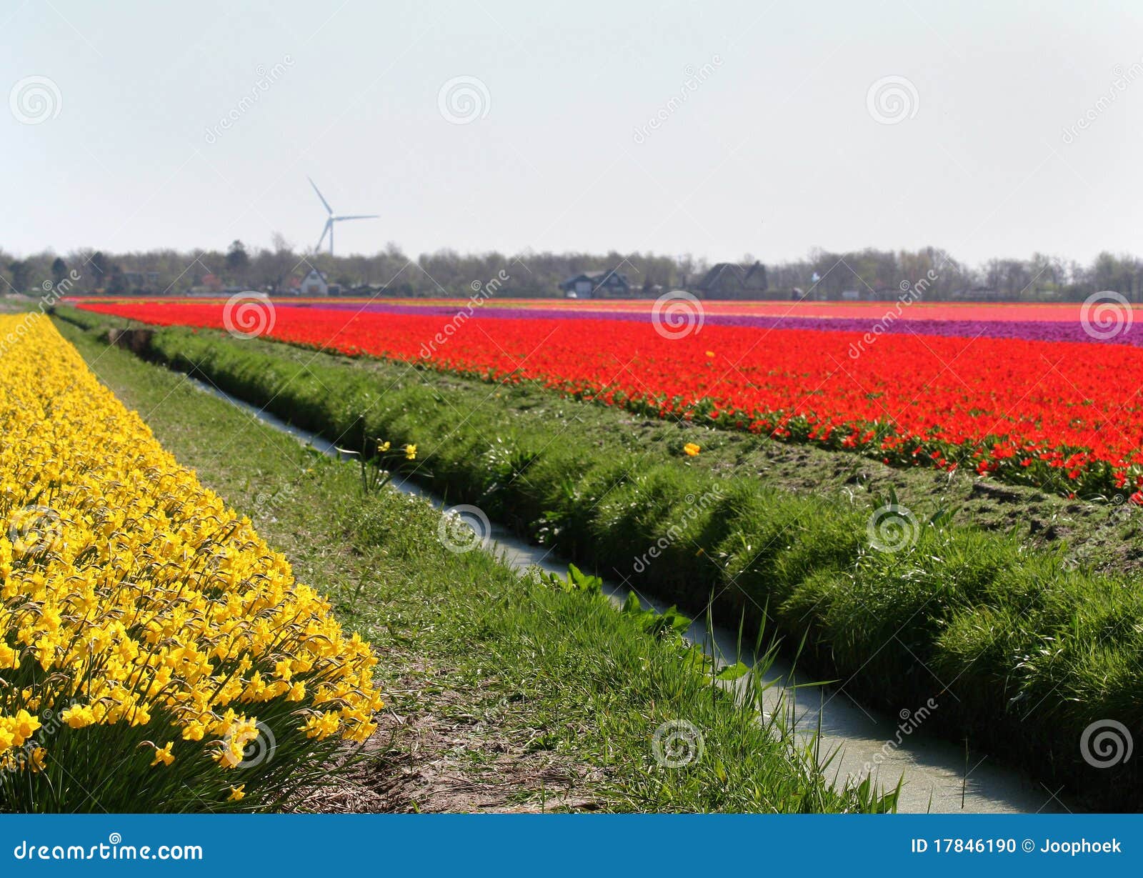 Bulbfields in Holland stock photo. Image of dutch, farming - 17846190