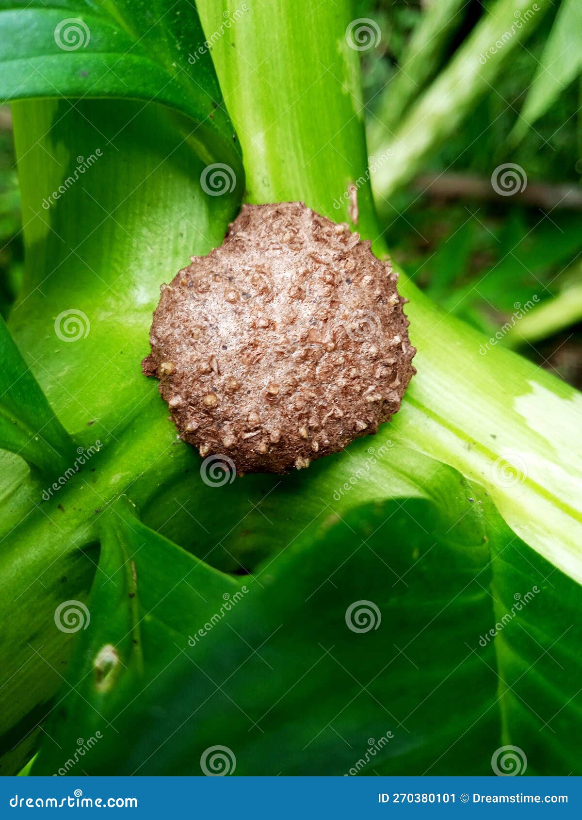 Bulbil (or Called Frog), the Fruit of Porang (konjac) Cultivation Stock ...