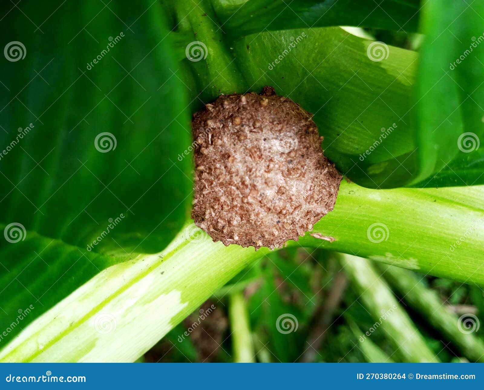 Bulbil (or Called Frog), the Fruit of Porang (konjac) Cultivation Stock ...
