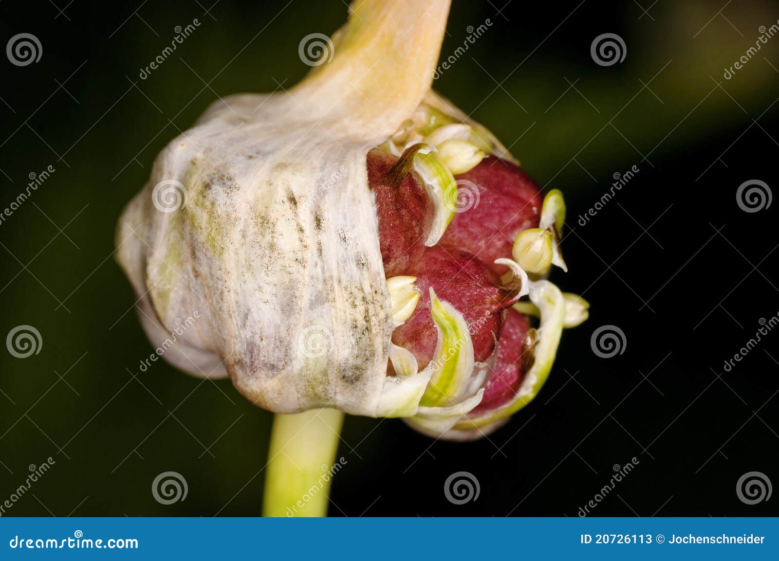 Bulbil of garlic stock image. Image of horticulture, drops - 20726113