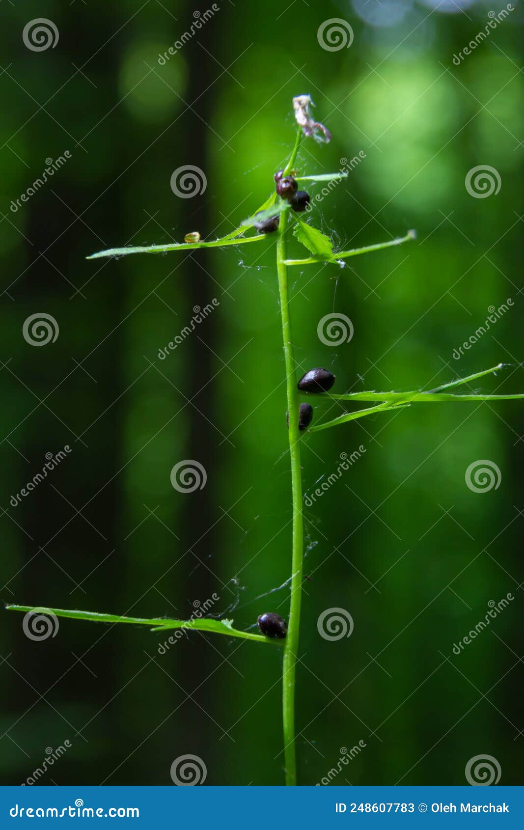 The Bulbils of the Coralroot, Cardamine Bulbifera, in Spring. in the ...
