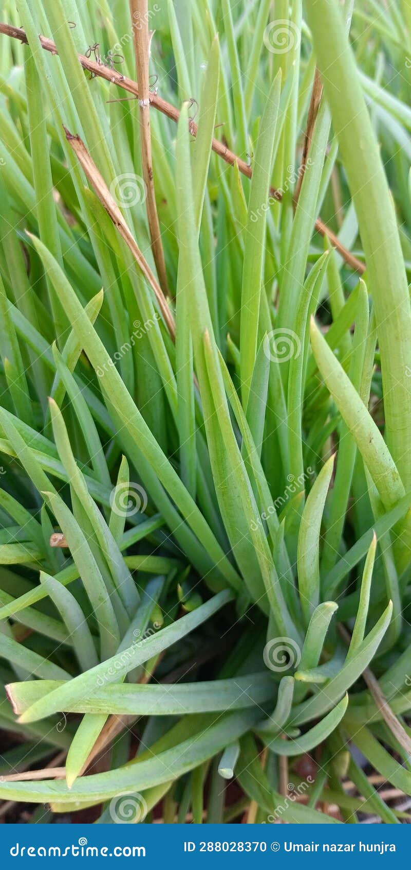 Bulbine frutescens plant stock photo. Image of flowerbloom - 288028370