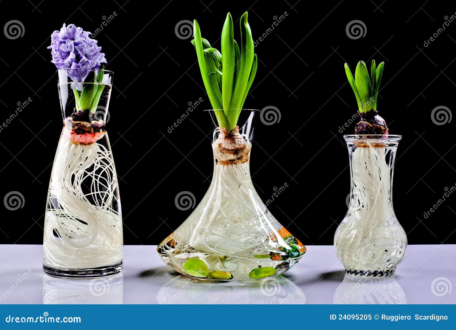 Bulbo De Flor Creciente Del Jacinto En Crisol Imagen de archivo ...