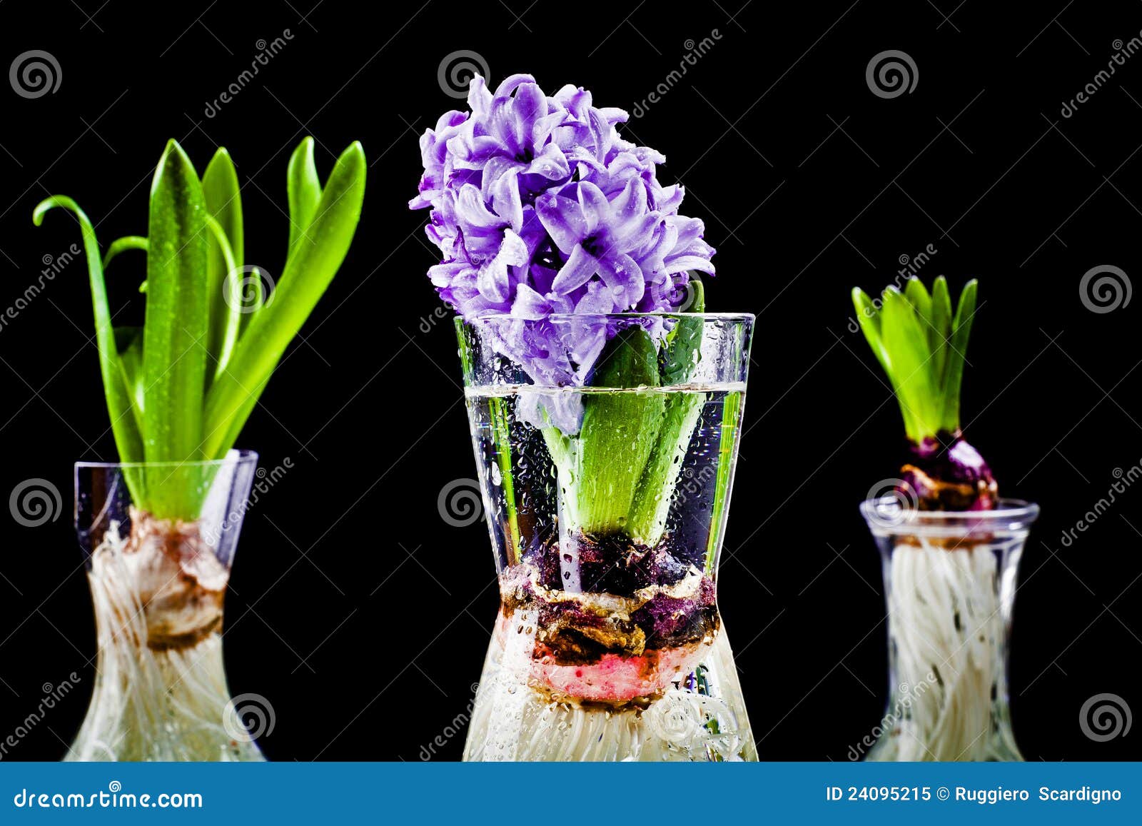 Bulbo De Flor Creciente Del Jacinto En Crisol Imagen de archivo ...