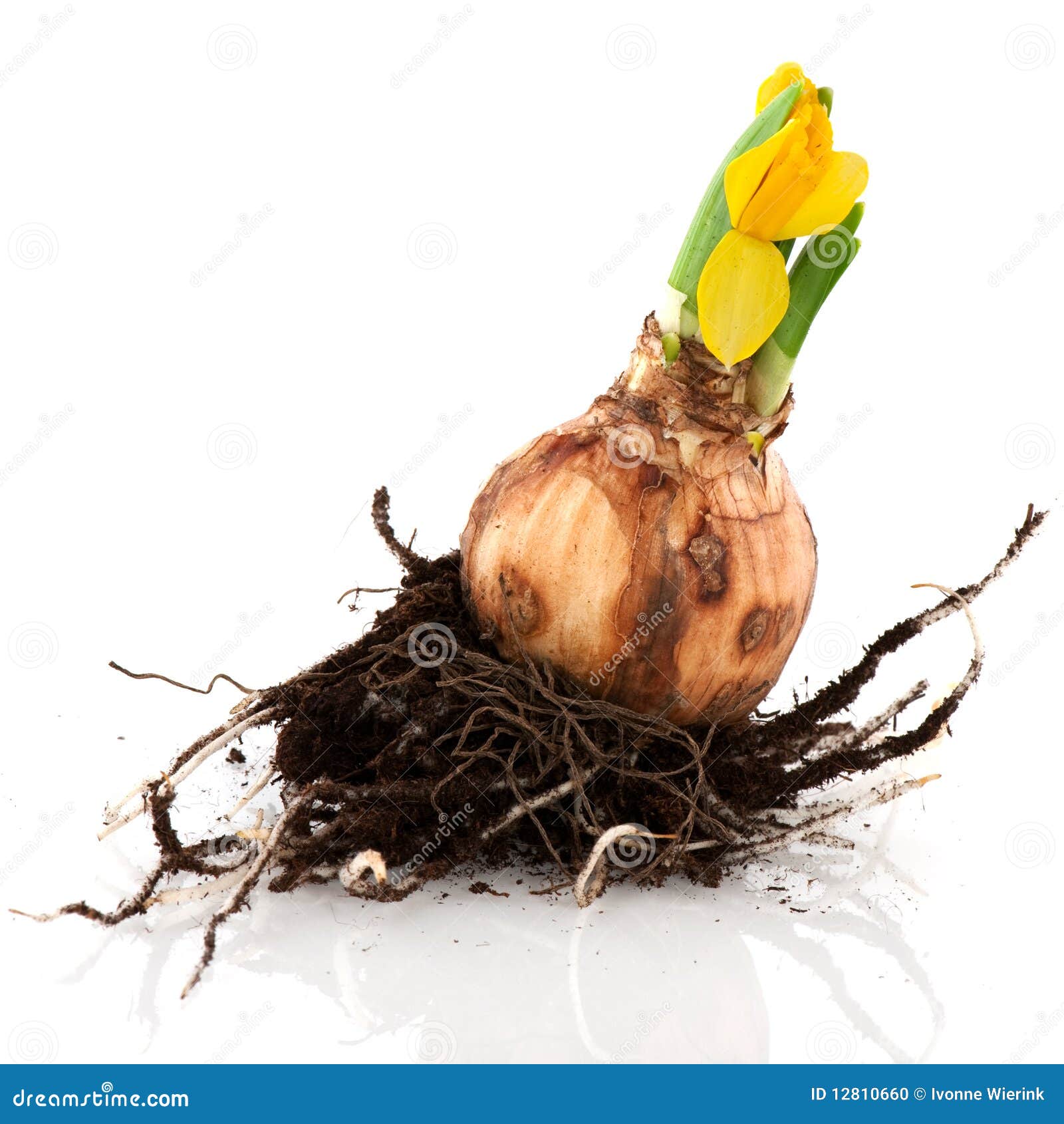 Bulbo de flor del narciso foto de archivo. Imagen de resorte - 12810660