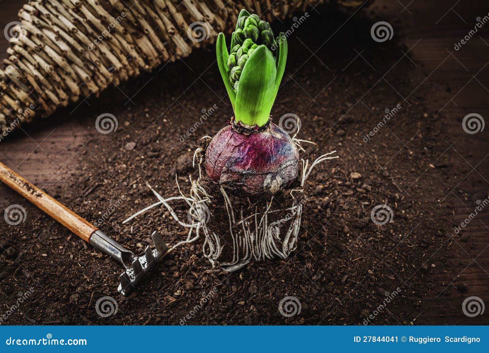 Bulbo de flor en la tierra imagen de archivo. Imagen de flor - 27844041