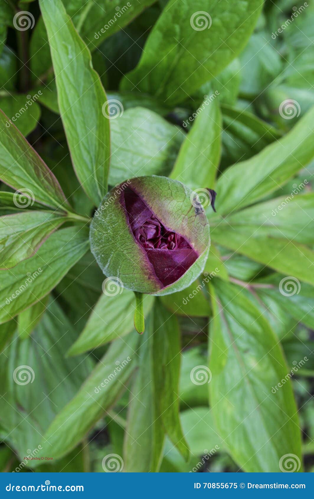 Bulbo De Flor Fresco De La Primavera Imagen de archivo - Imagen de ...