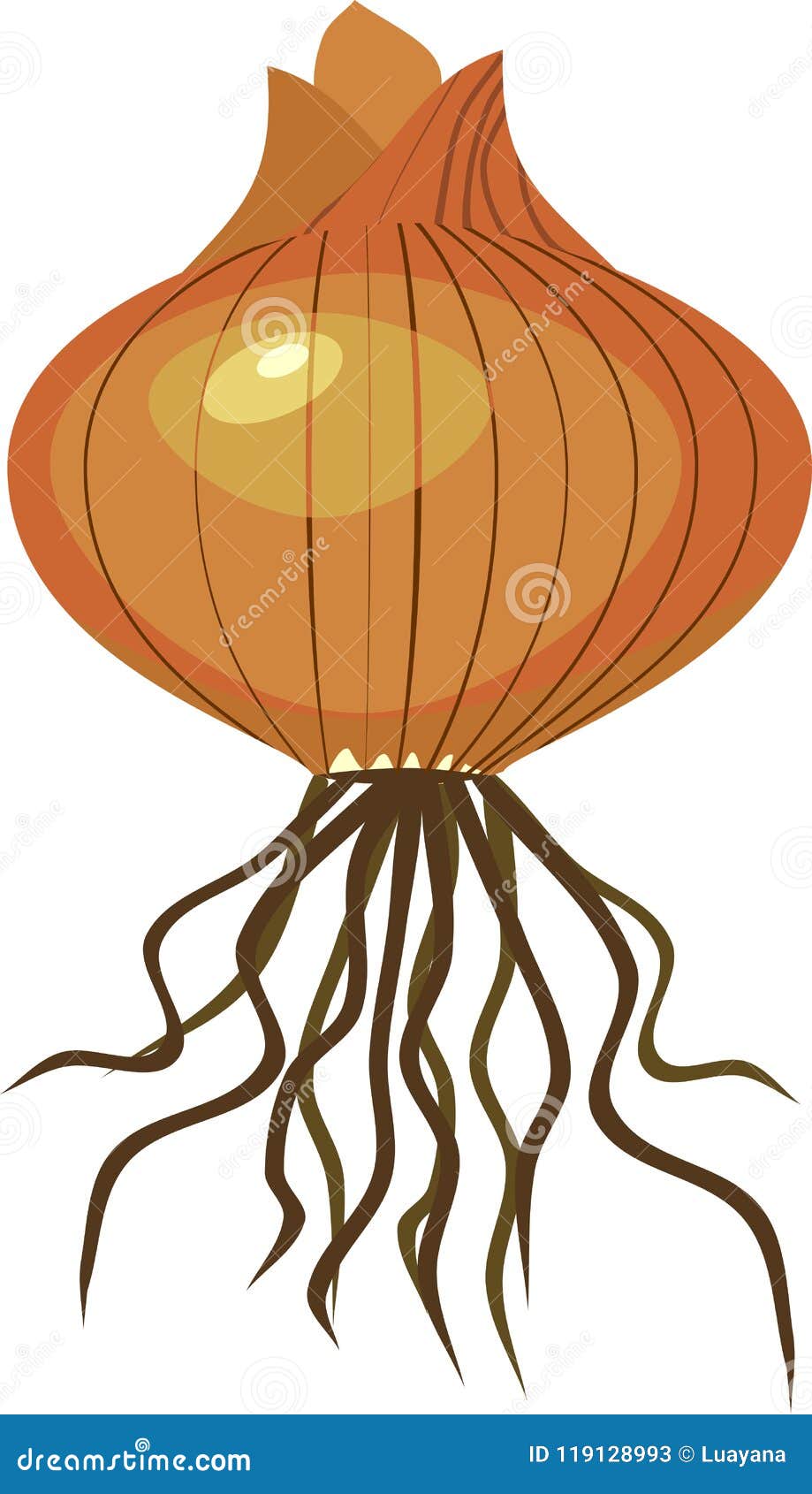 BULBO DE LA CEBOLLA ilustración del vector. Ilustración de maduro ...
