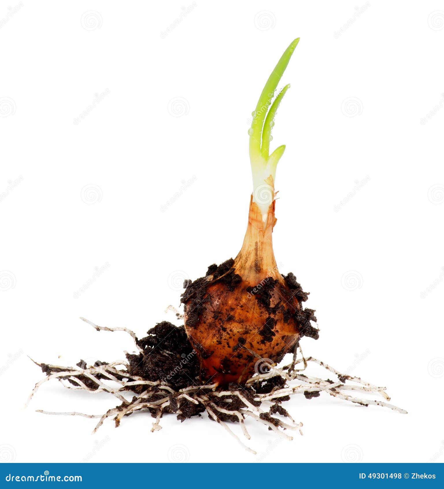 Bulbo De La Cebolla De La Primavera Foto de archivo - Imagen de brotes ...