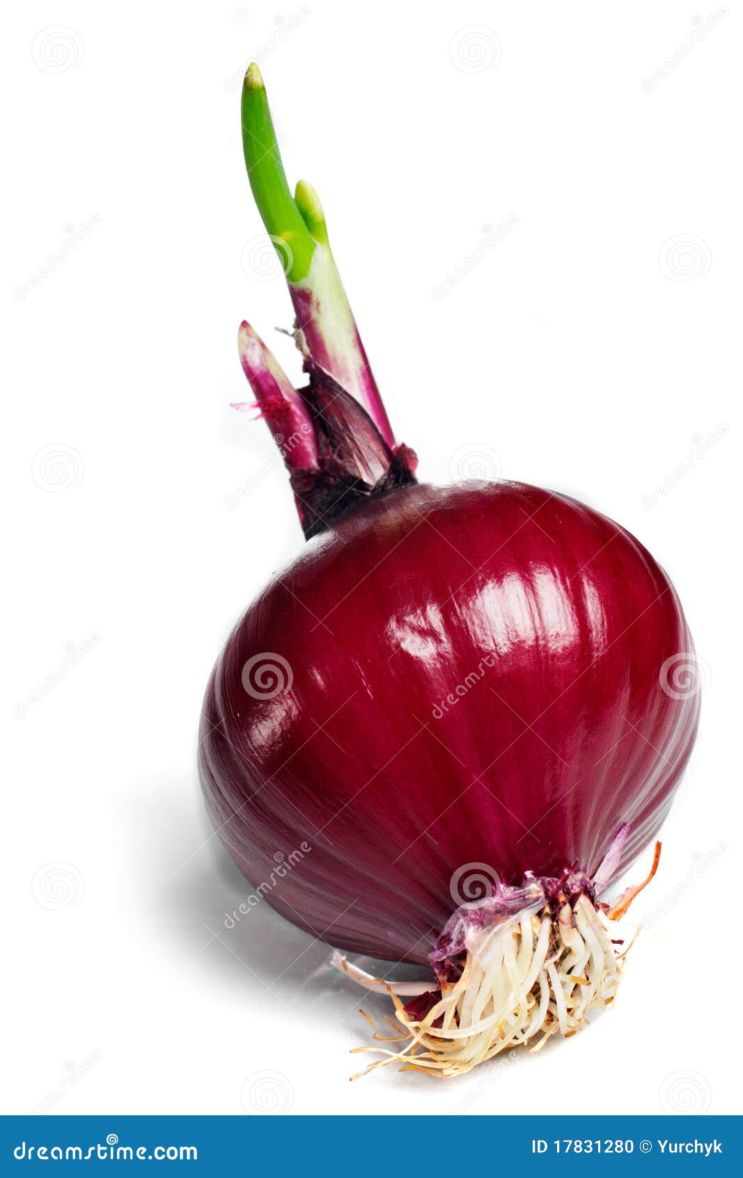 Bulbo De La Cebolla Roja Aislado Foto de archivo - Imagen de primer ...