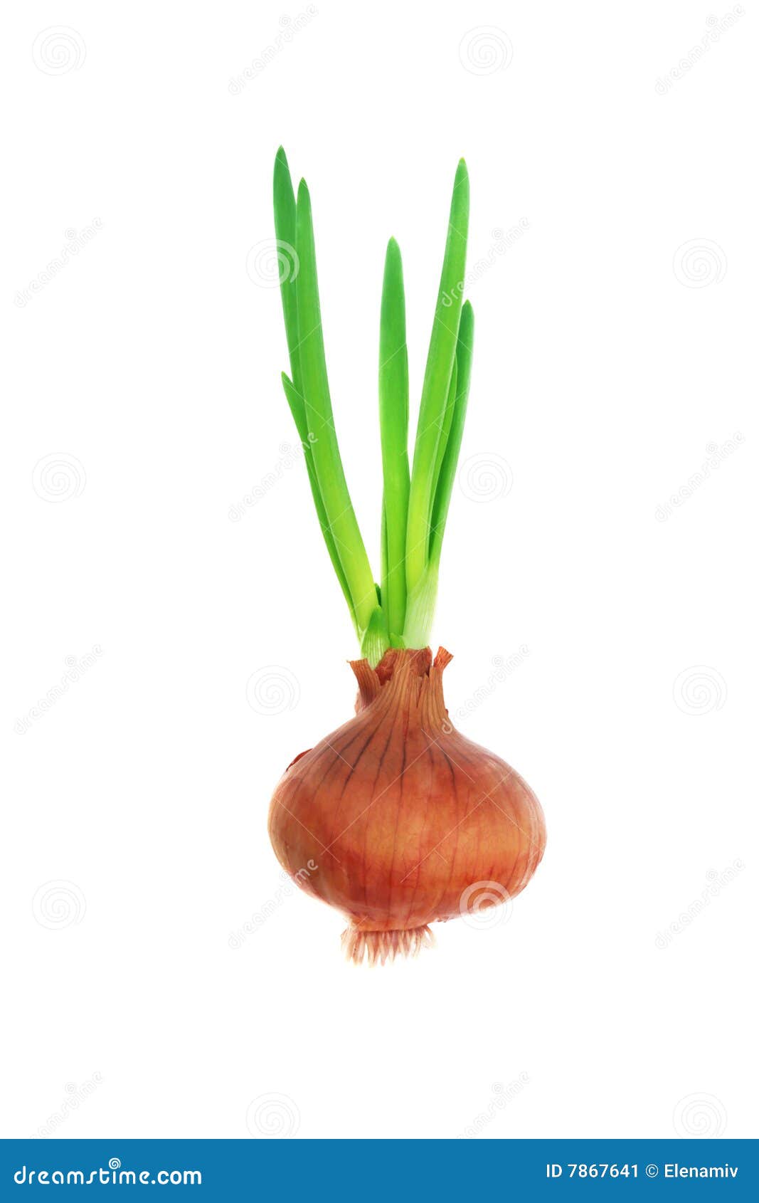 Bulbo de la cebolla verde. imagen de archivo. Imagen de sano - 7867641