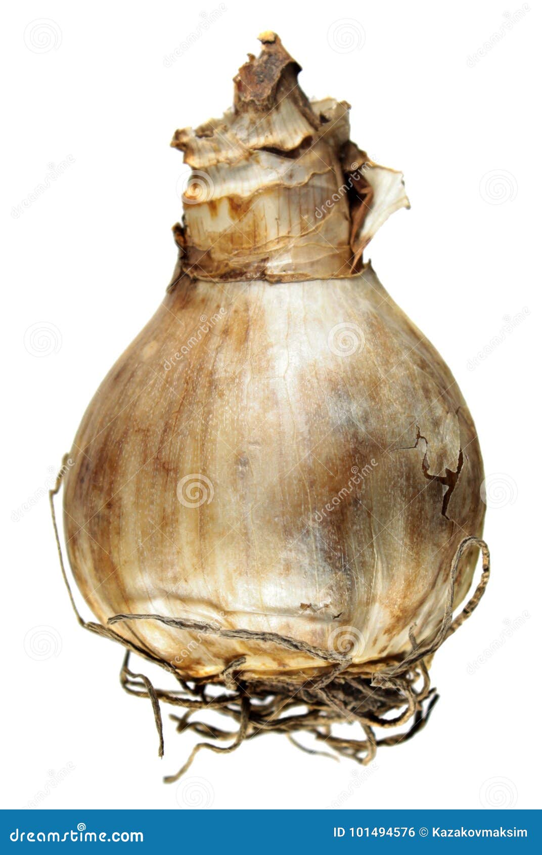 Bulbo Del Narciso Aislado En Blanco Foto de archivo - Imagen de bulbo ...