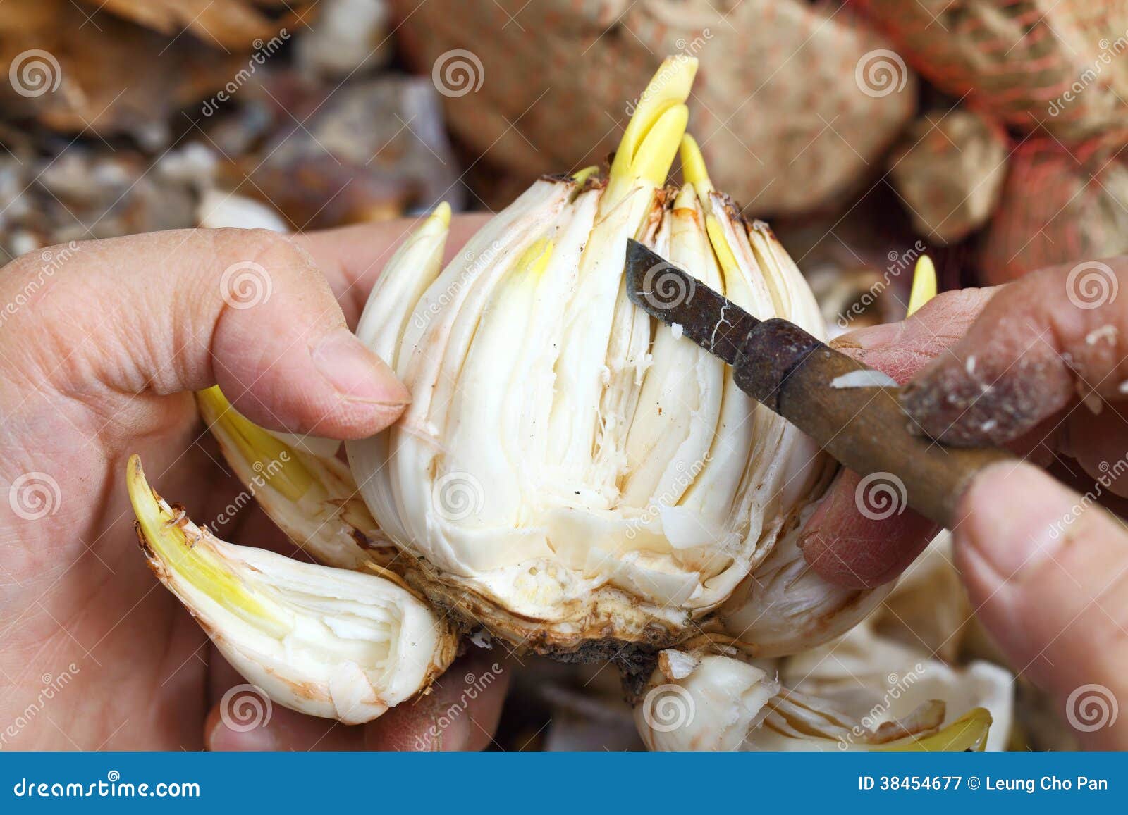 Bulbo Del Narciso Del Corte Imagen de archivo - Imagen de bola, bulbos ...