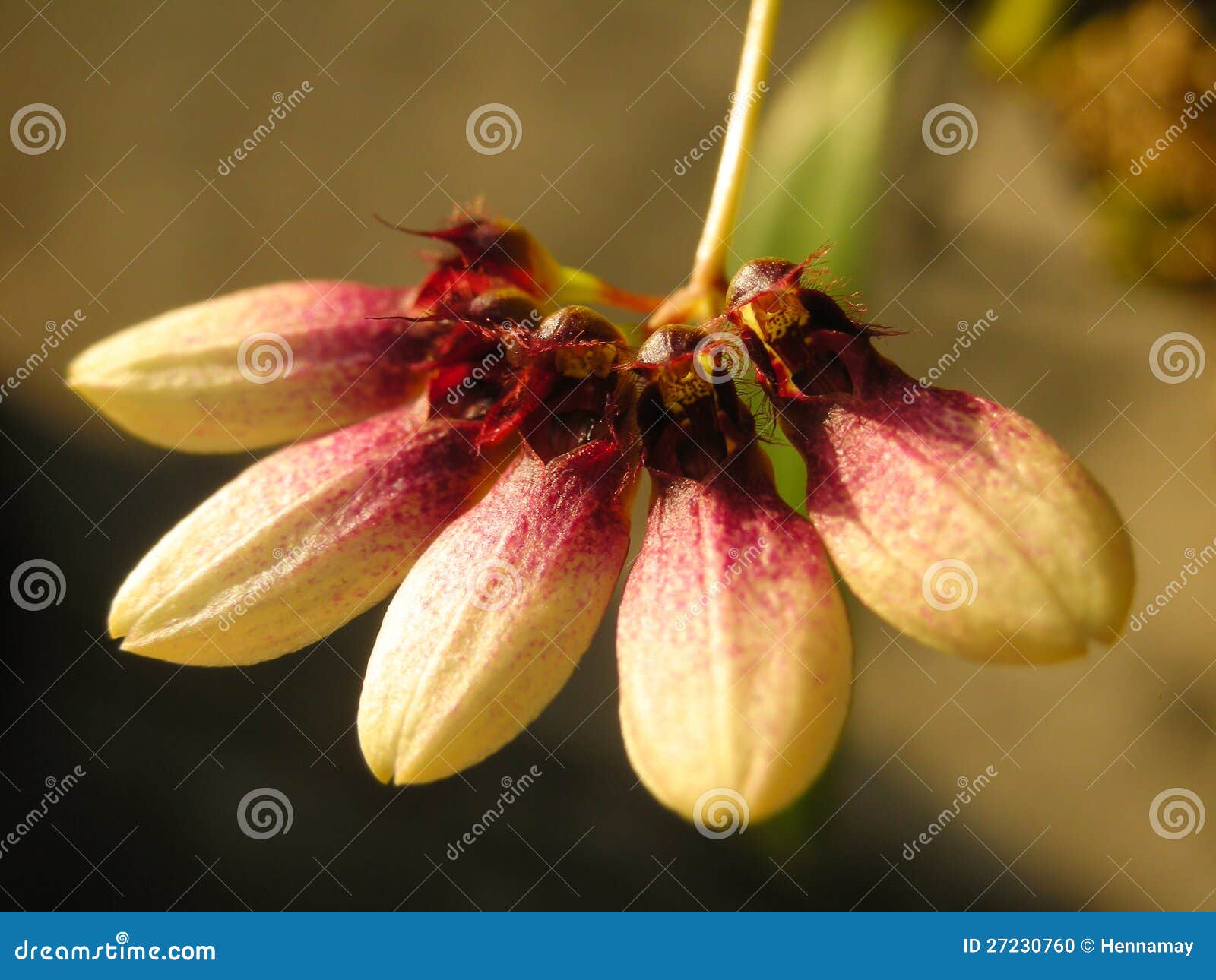Bulbophyllum Flabellum stock photo. Image of south, east - 27230760