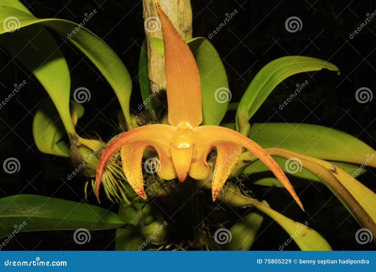 Bulbophyllum lobii stock image. Image of species, east - 75805229