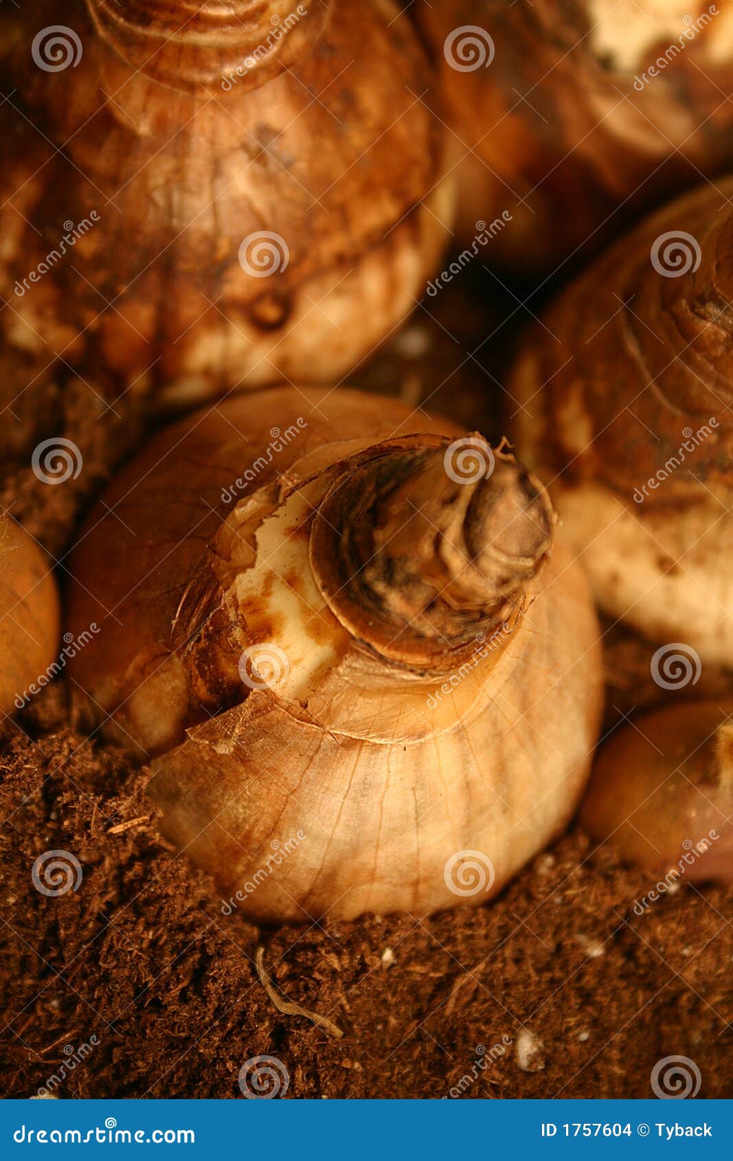 Bulbos foto de stock. Imagem de planta, bulbo, plantar - 1757604