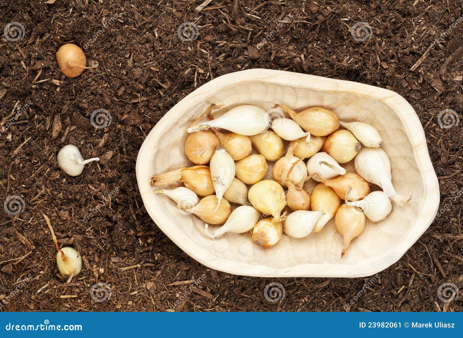 Bulbos De La Cebolla Para Plantar Imagen de archivo - Imagen de madera ...