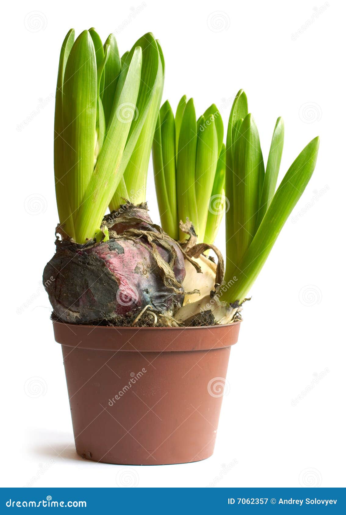 Bulbous plants stock image. Image of bulbous, garden, gardening - 7062357