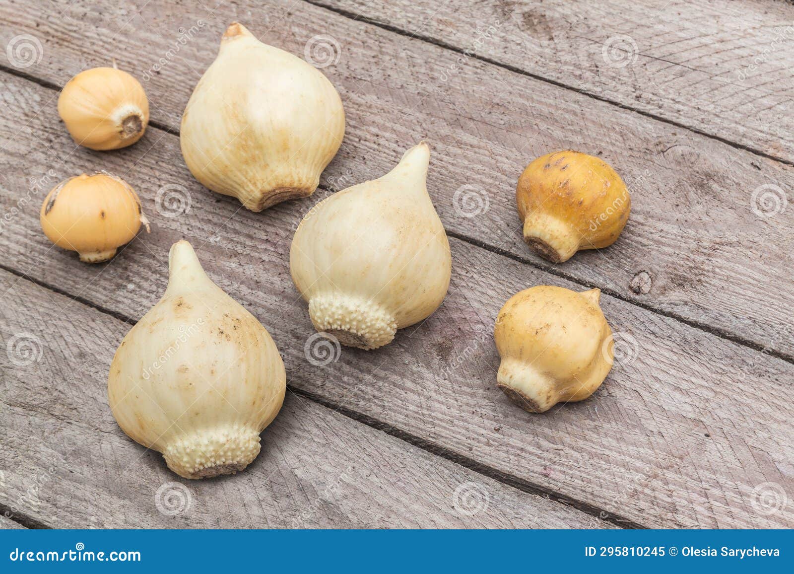 Bulbs of Different Types of Decorative Allium Stock Image - Image of ...