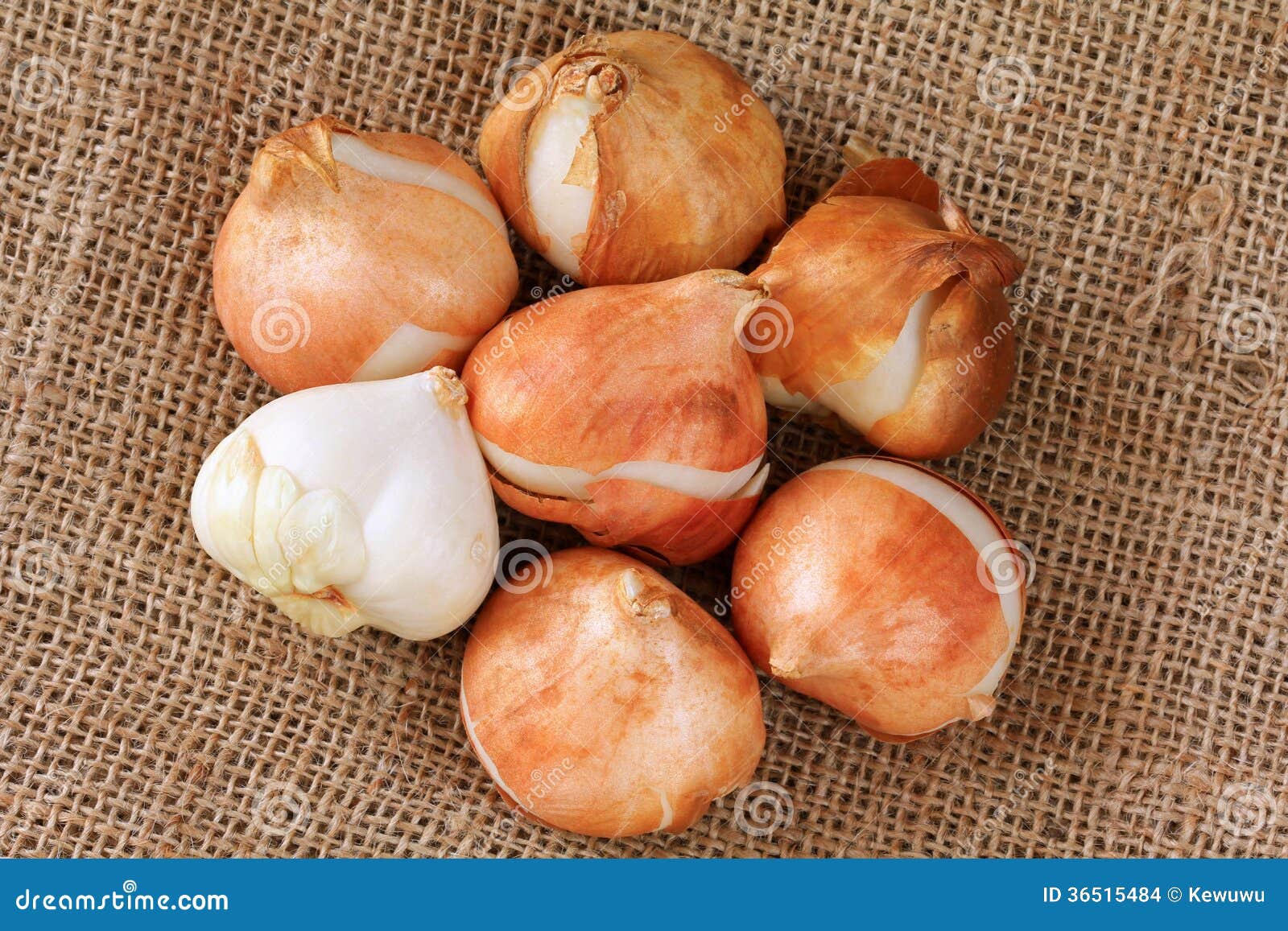 Bulbs of Double-flowered Tulips Stock Photo - Image of season, nature ...