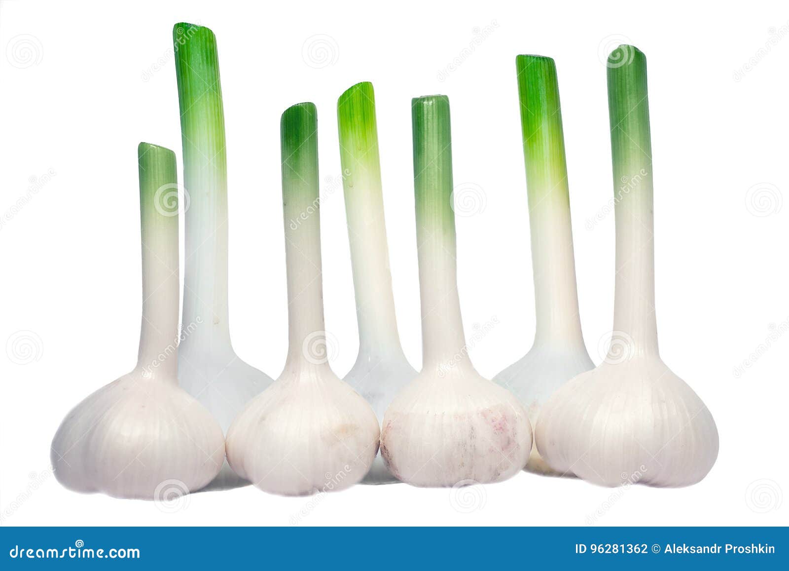Bulbs of Fresh Garlic stock photo. Image of isolated - 96281362