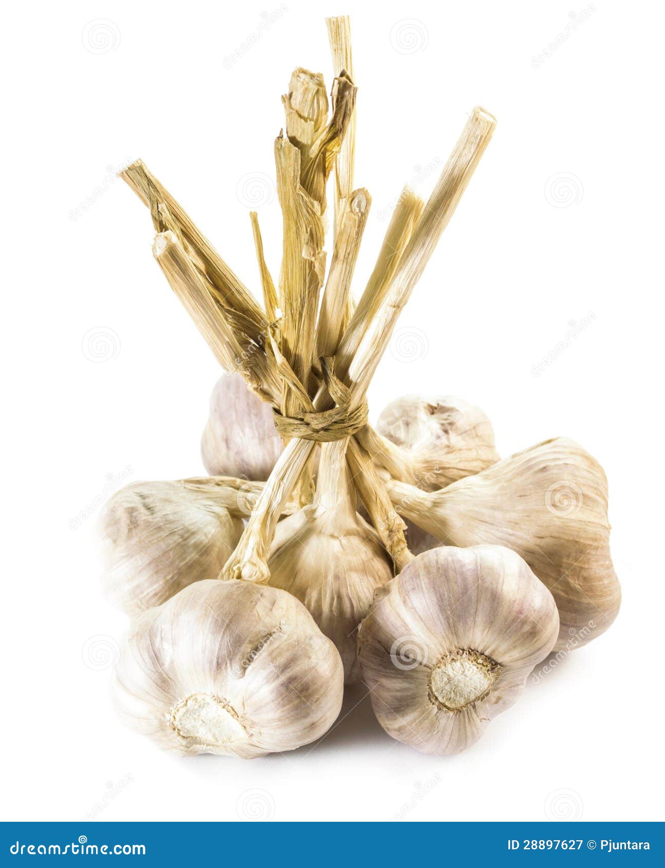 Bulbs of garlic stock image. Image of crop, farming, harvest - 28897627