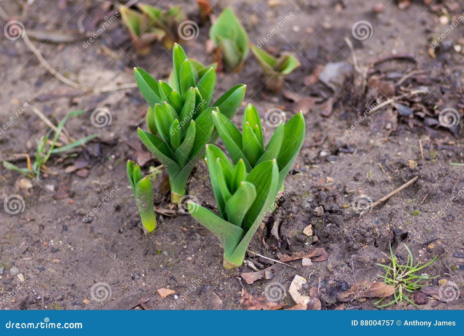 Bulbs Getting Ready To Flower Stock Image - Image of stems, white: 88004757