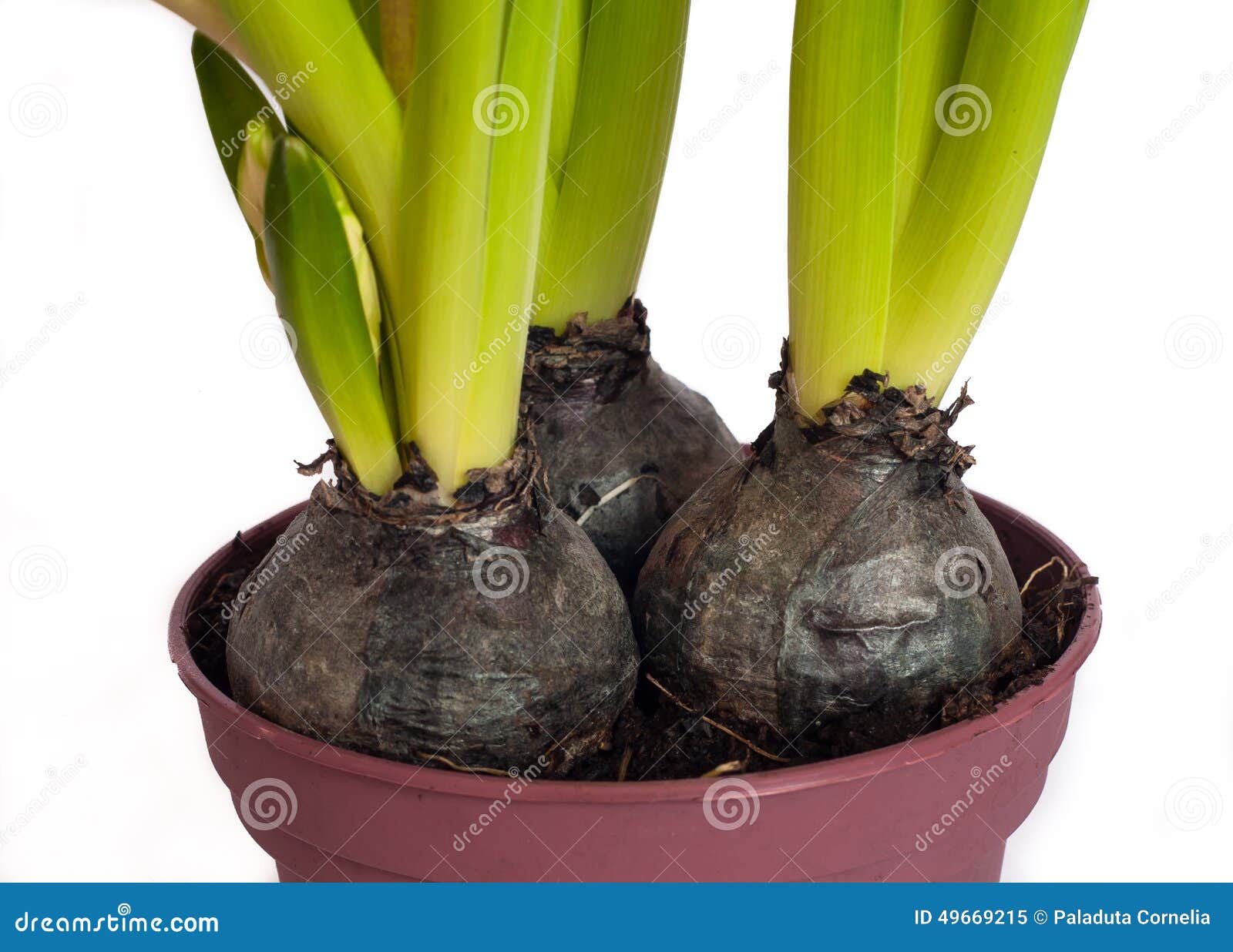 Bulbs with green leaves stock image. Image of growth - 49669215