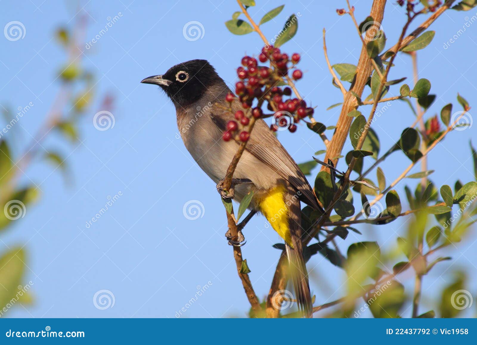 Bulbul stock photo. Image of keoladeo, songbird, ornithology - 22437792