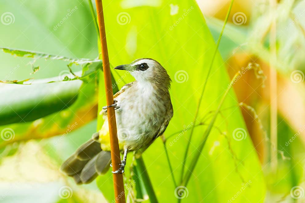Bulbul Amarelo-exalado, foto de stock. Imagem de nave - 32134584