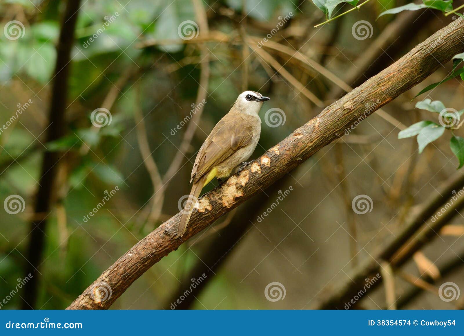 Bulbul Amarelo-exalado foto de stock. Imagem de nave - 38354574