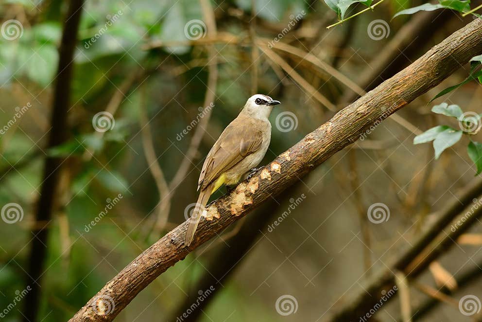Bulbul Amarelo-exalado foto de stock. Imagem de nave - 38354574
