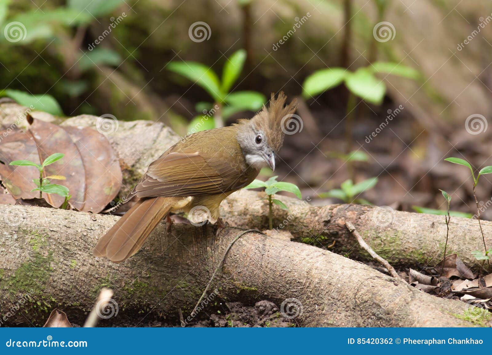 Bulbul Bird Seek a Food on Tree Root Stock Photo - Image of wildlife ...