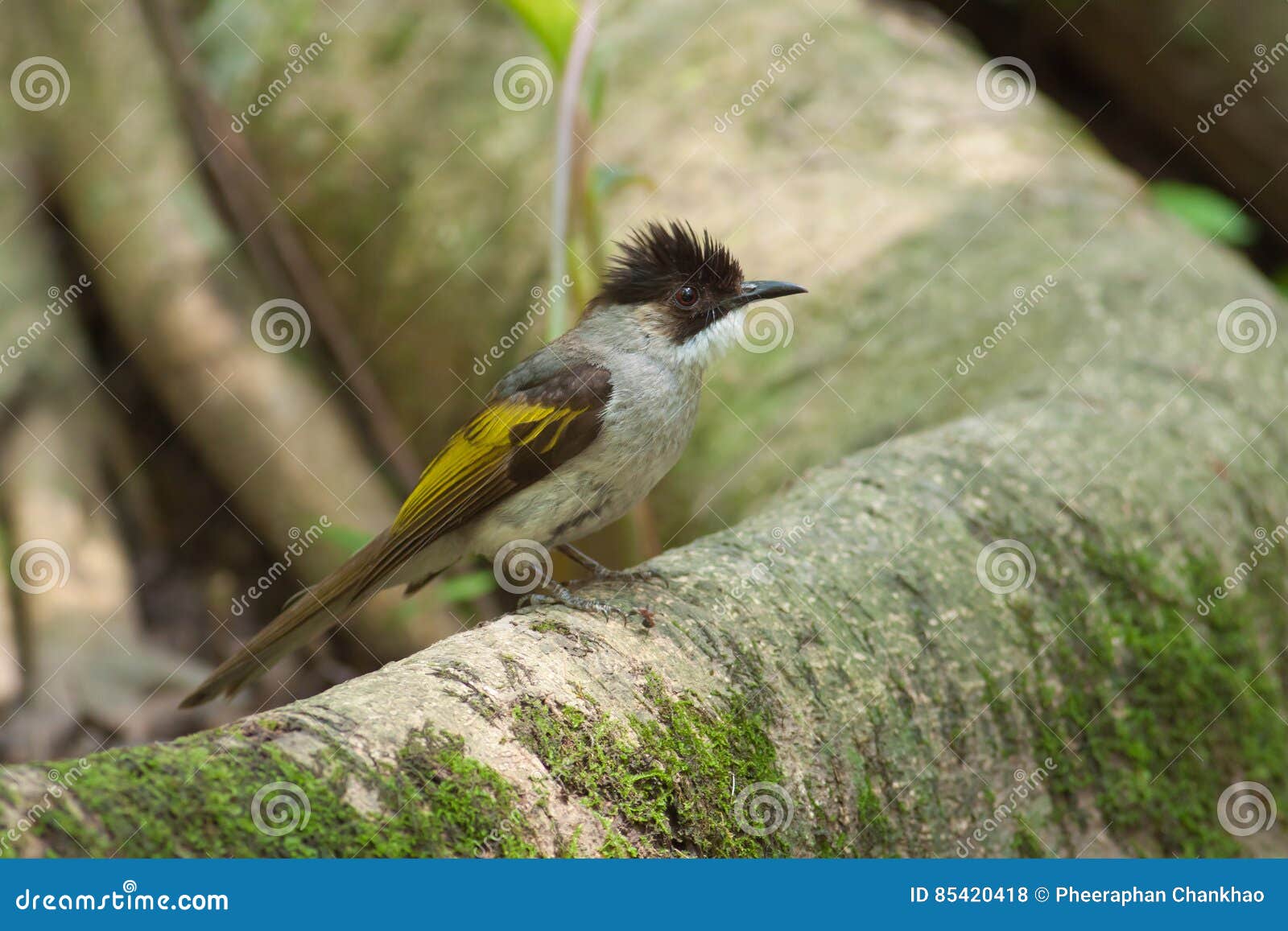 Bulbul Bird Seek a Food on Tree Root Stock Photo - Image of flying ...