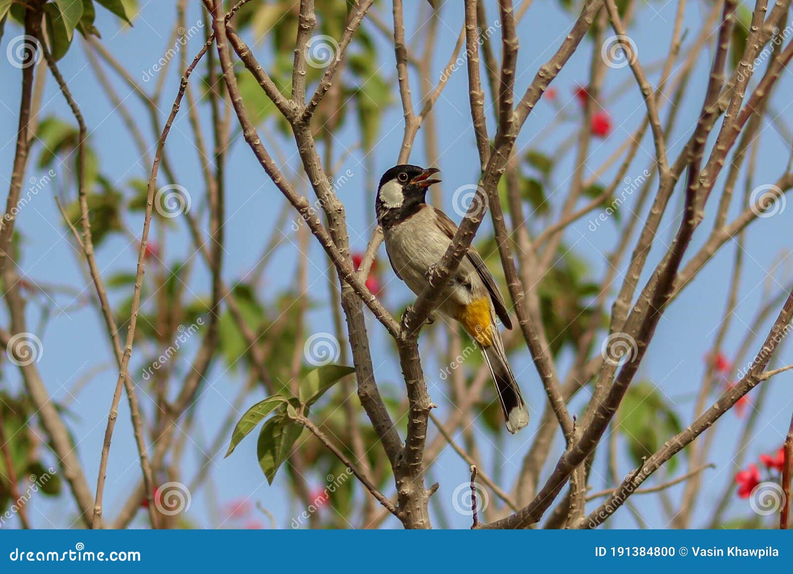 Bulbul bird on the tree stock photo. Image of plant - 191384800