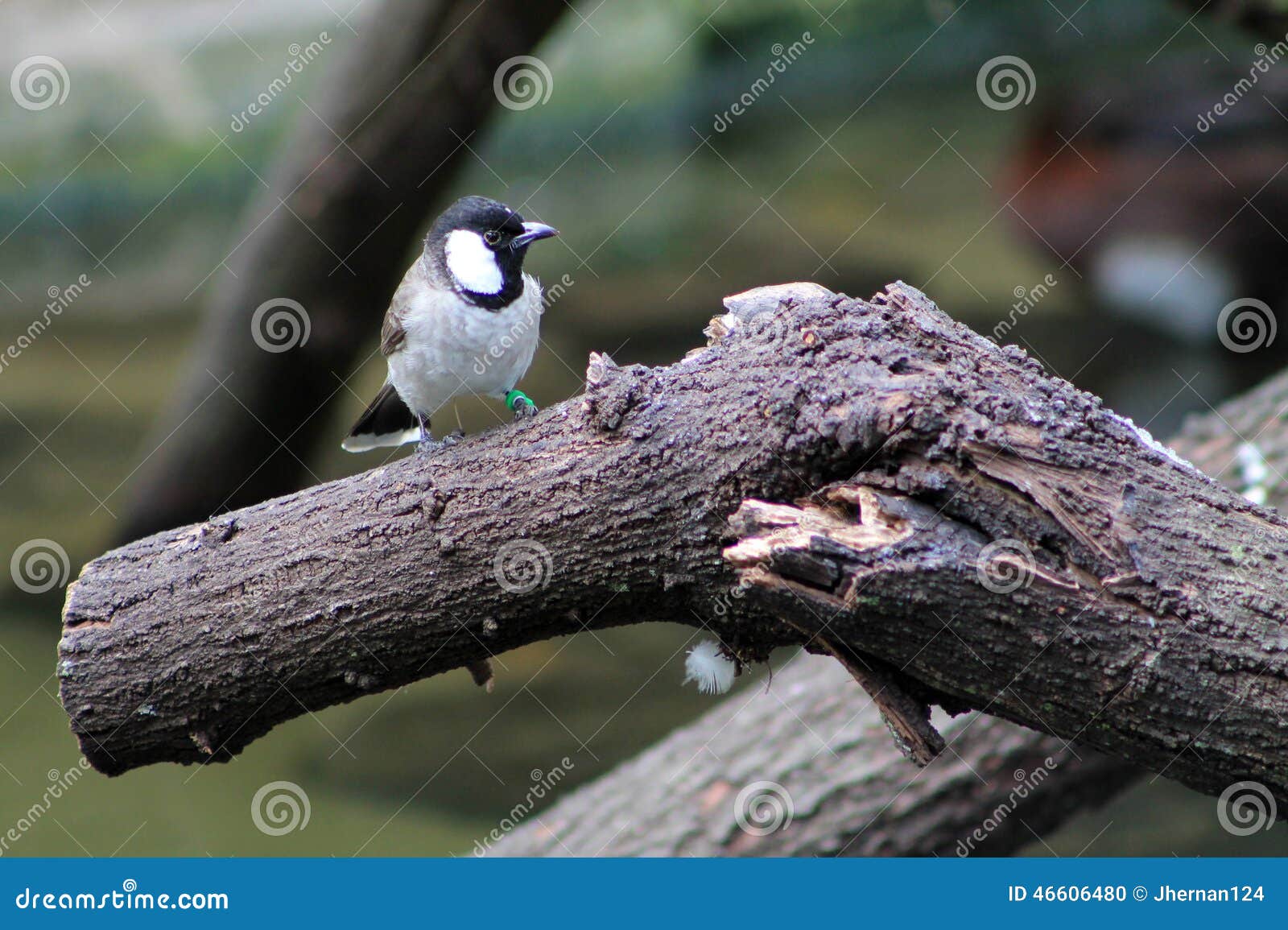 Bulbul Blanco-Cheeked foto de archivo. Imagen de afuera - 46606480